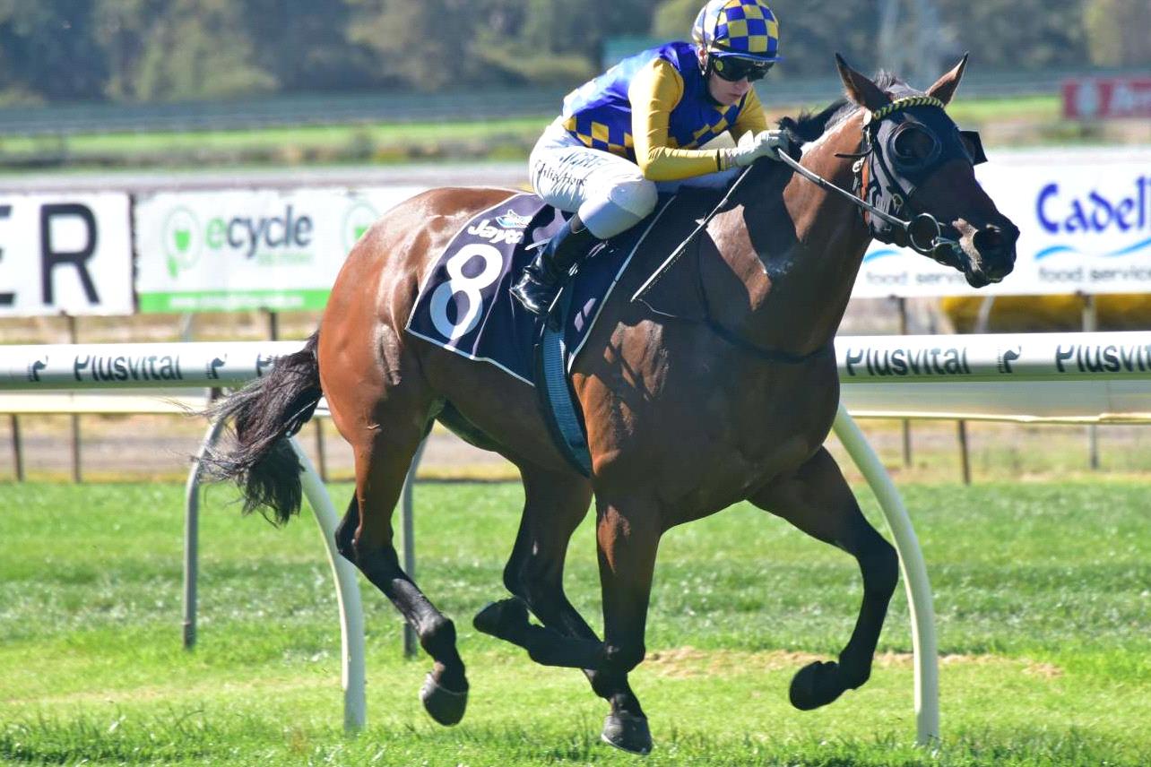 Ashlor a constant in 2020 Monash Stakes - Racenet