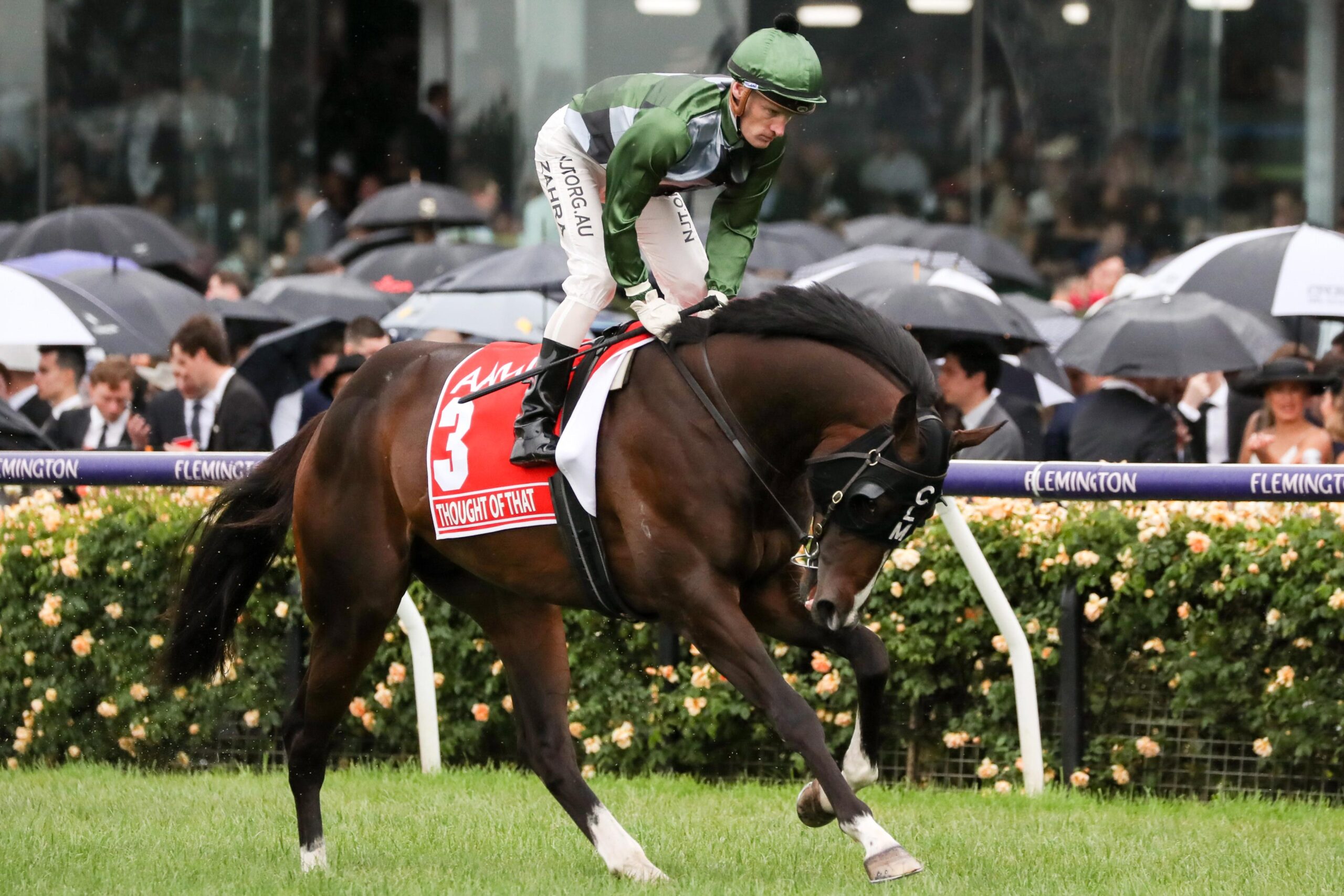 How this controversial spring horse came back from the dead - Racenet