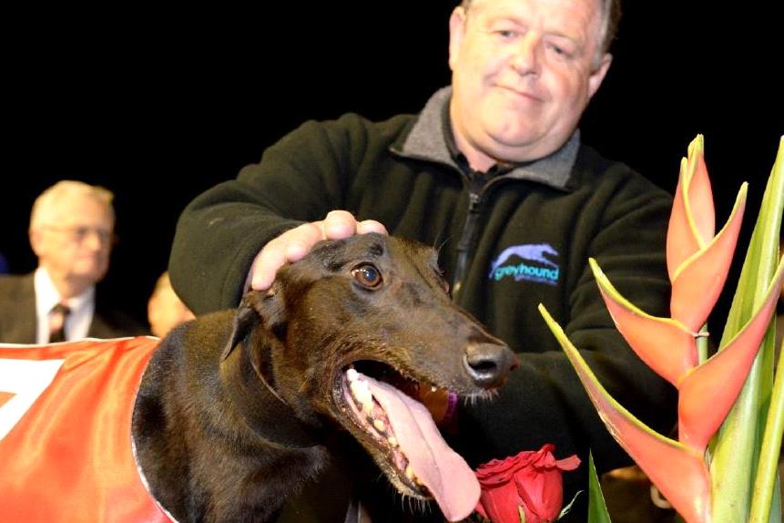 Greyhound Hall Of Fame trainer slams Tasmanian Government - Racenet