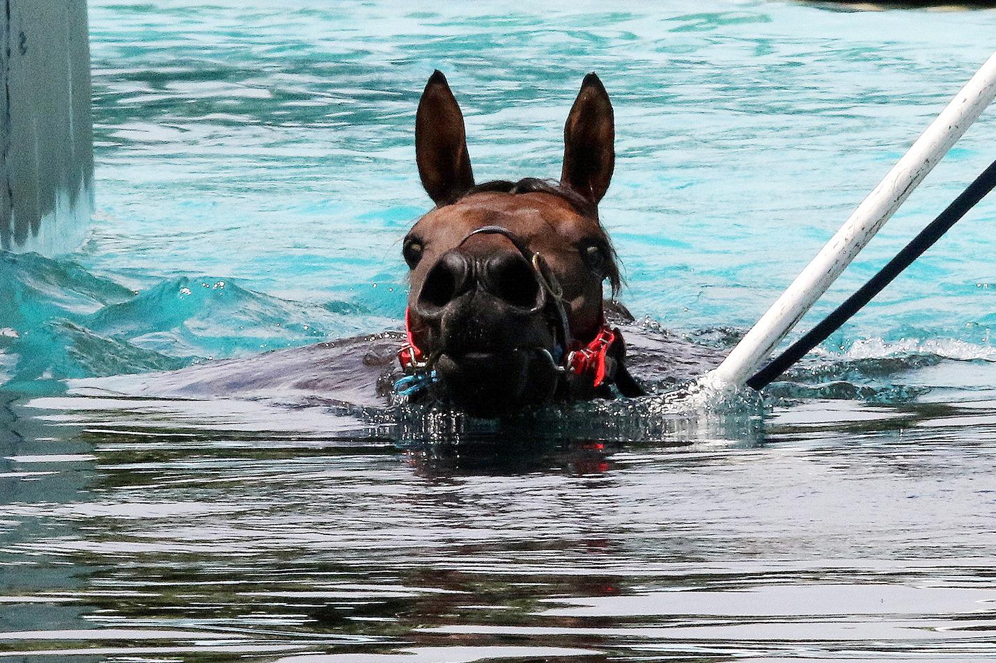 Horse in the sky: How Alligator Blood is living his best life - Racenet