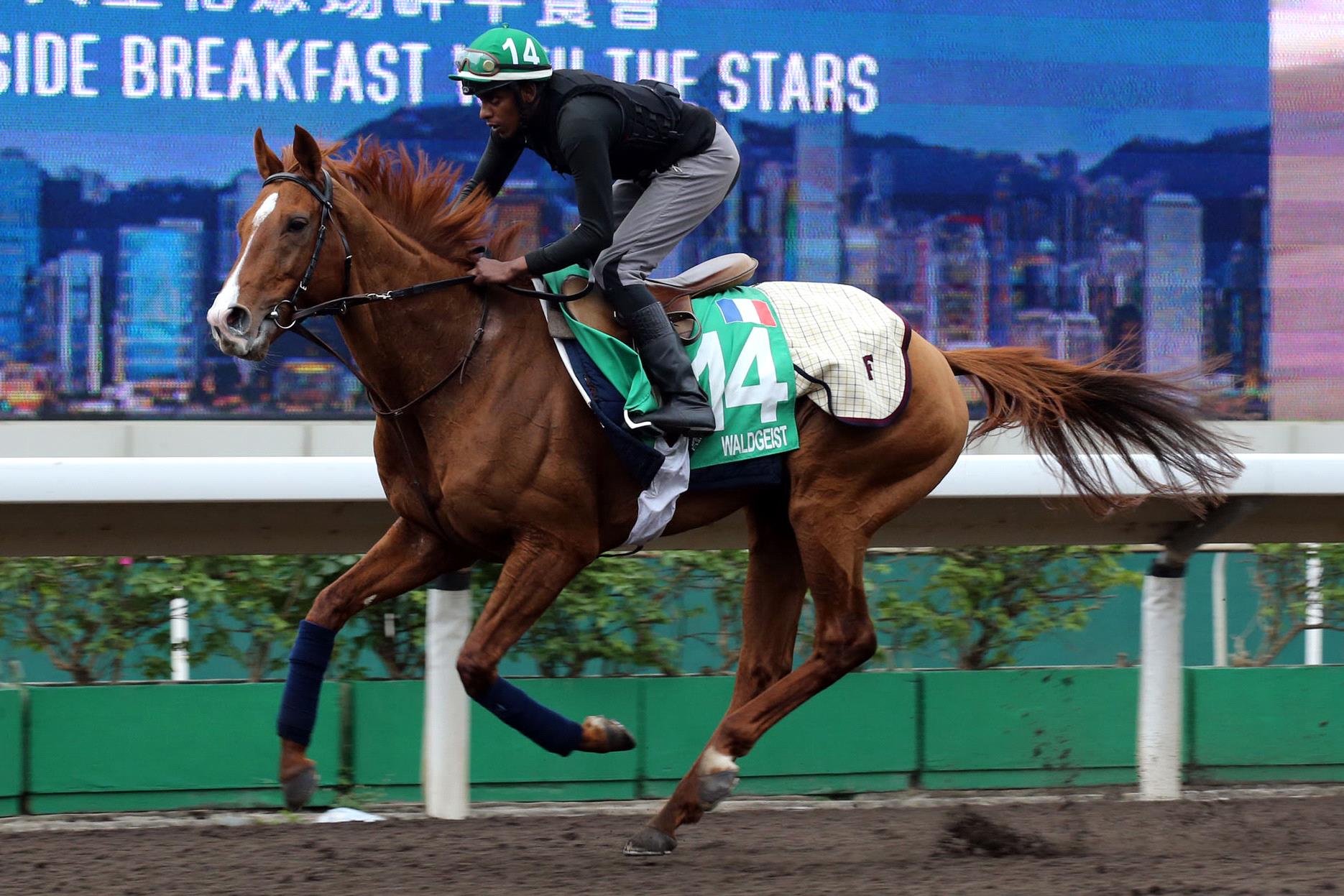 Tips and preview - Hong Kong Vase 2018 - Racenet