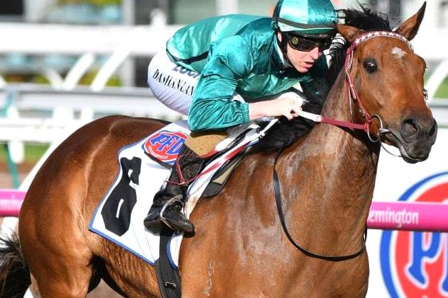 Humidor racing for his career in Perth on Saturday - Racenet