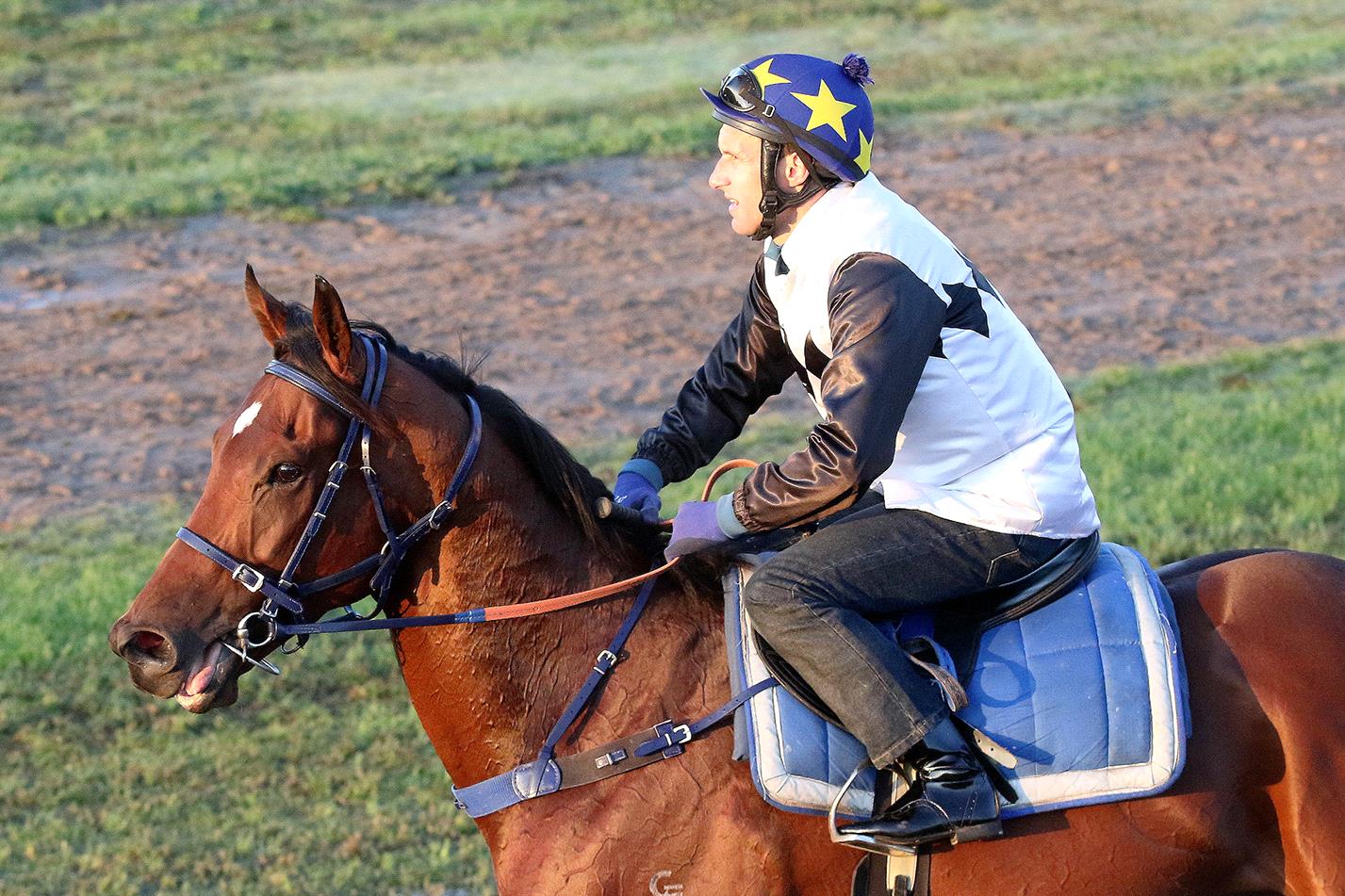 Masked Crusader heading back to Sydney - Racenet