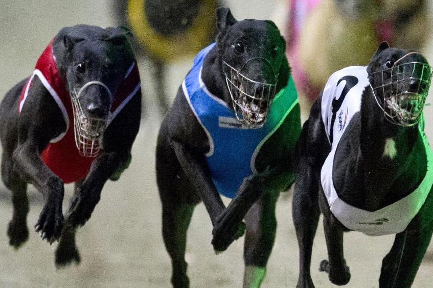 New greyhound live baiting scandal, trainers suspended - Racenet