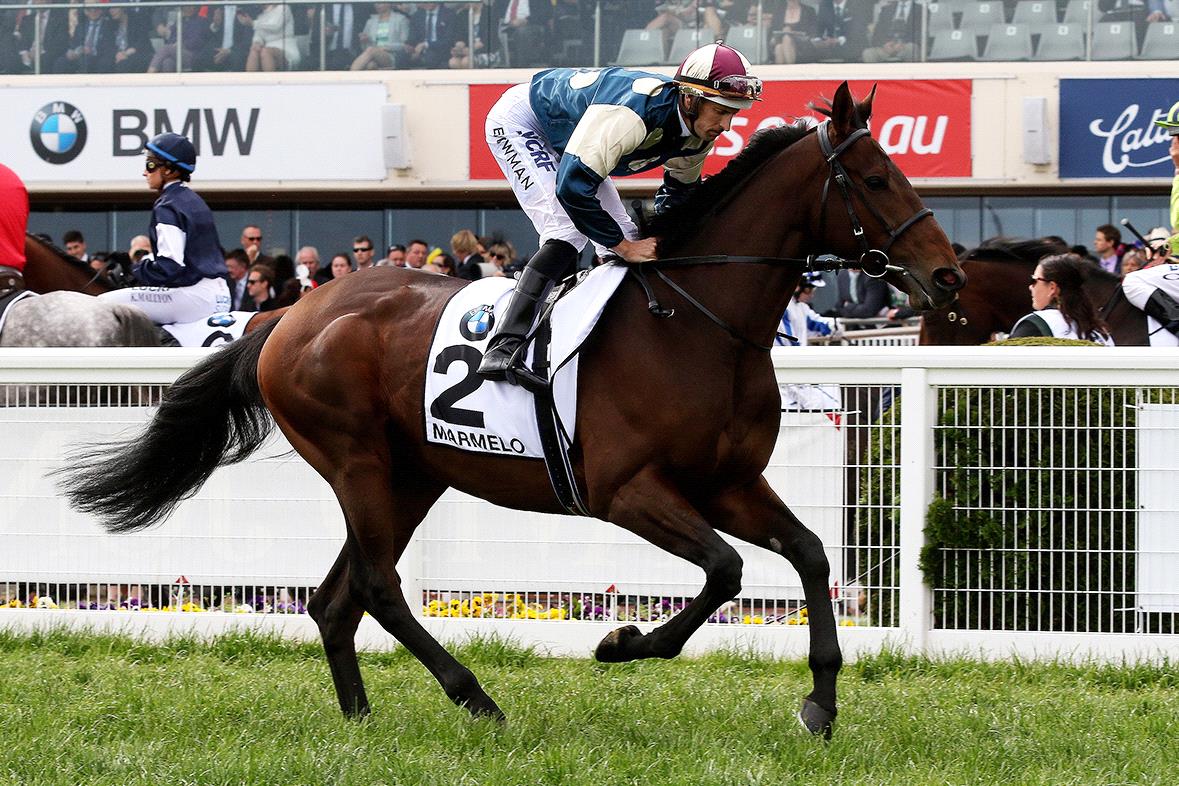 Marmelo one of two internationals pulled from Melbourne Cup - Racenet