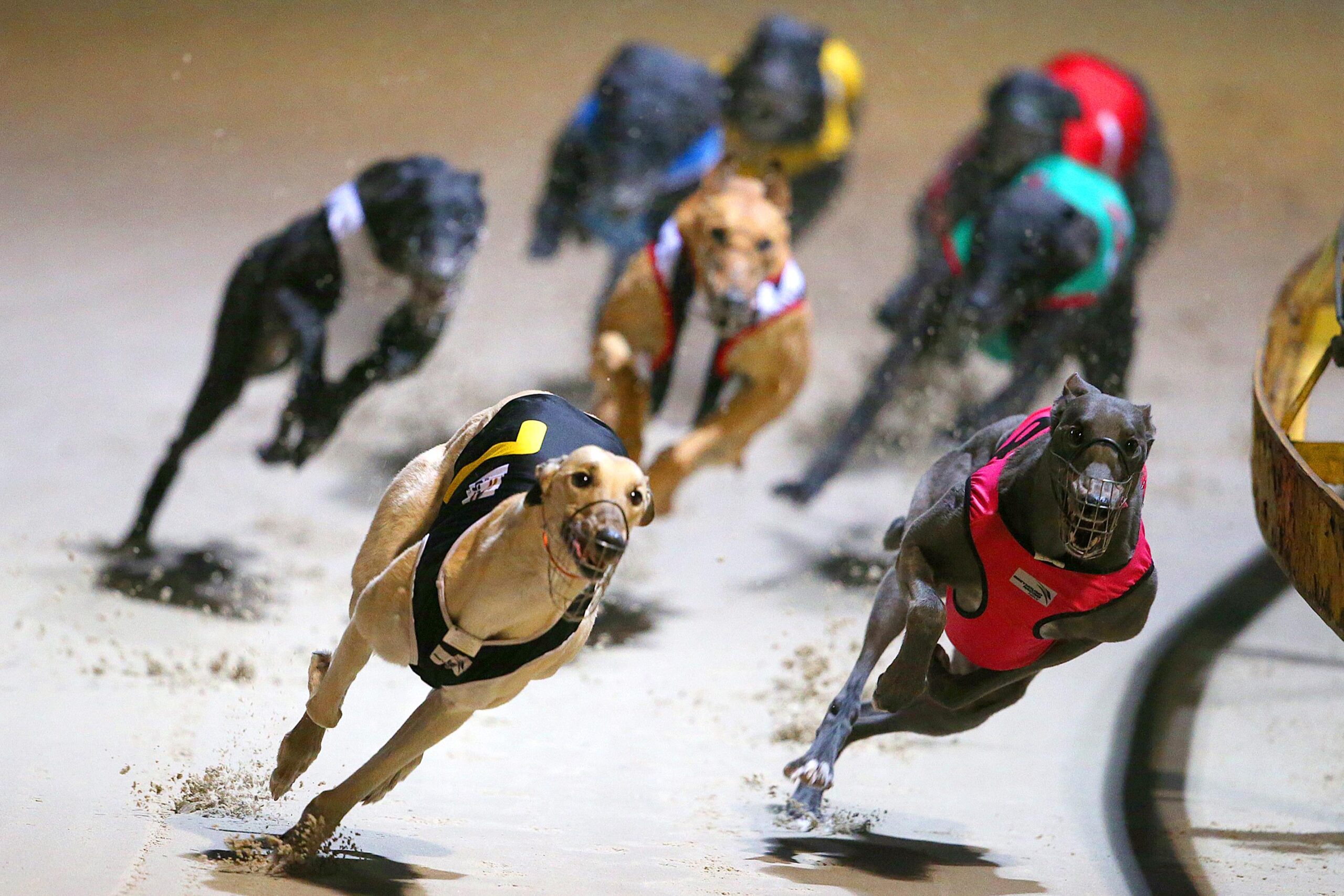Greyhound racing tips and best bets for September 1