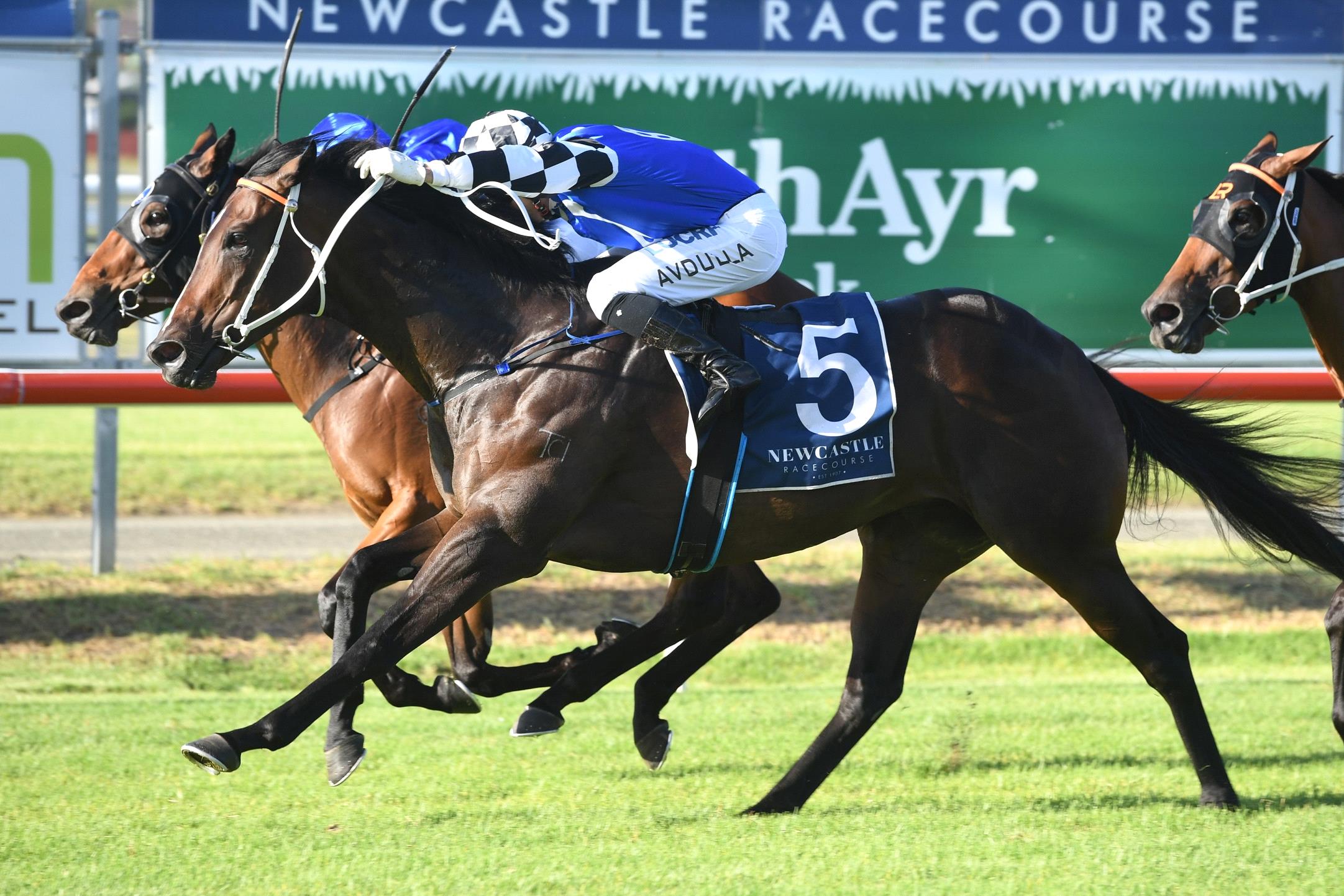 Princess Posh gets up late in Newcastle Newmarket - Racenet