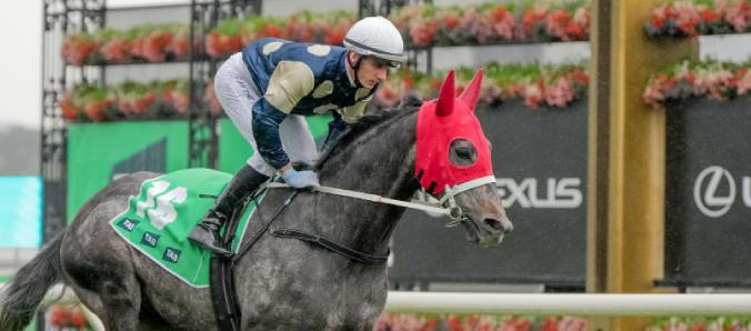 Melbourne Cup 2025 Horses | Horse Details With Tips & Odds | Racenet