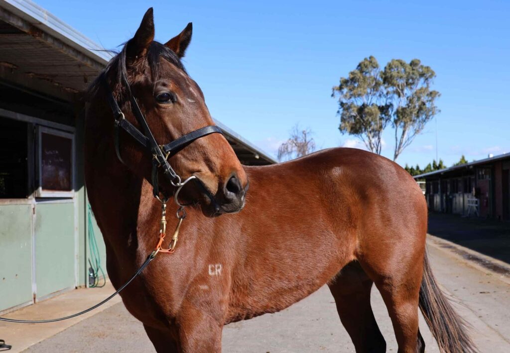 MyRacehorse Unveil Super Stable - Part 1 - Racenet