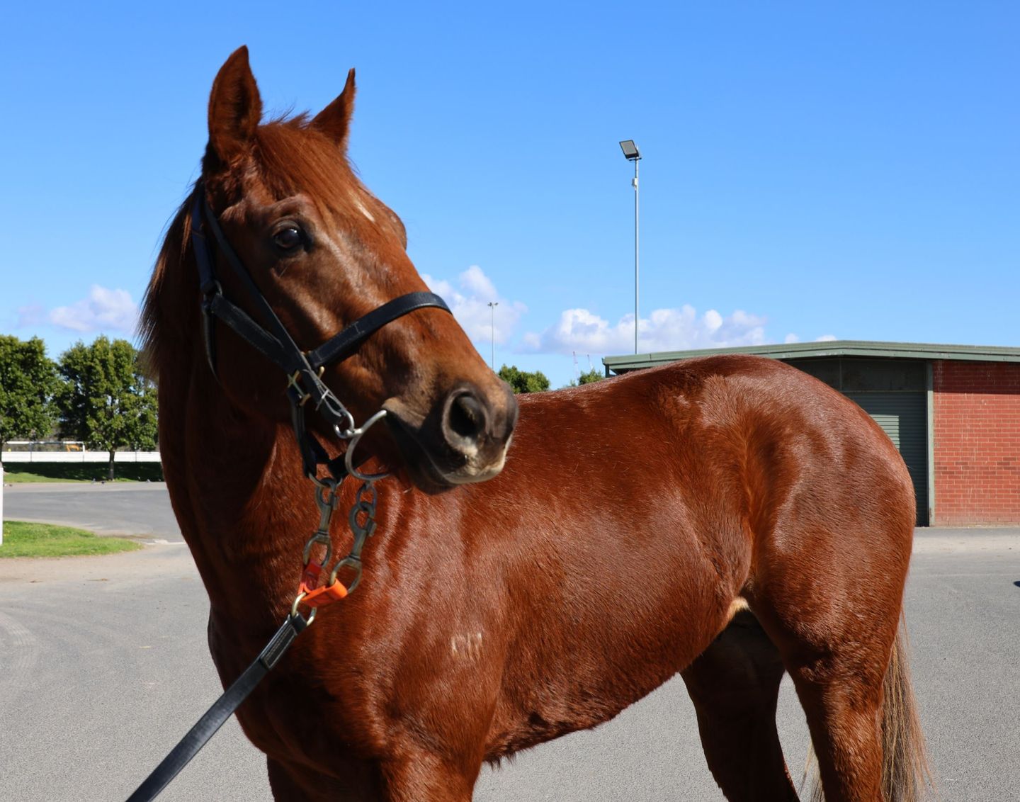 MyRacehorse Unveil Super Stable - Part 1 - Racenet