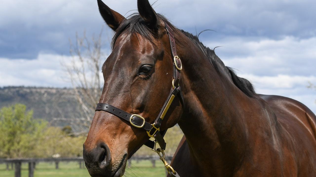 Nervous wait for connections of super mare Winx - Racenet
