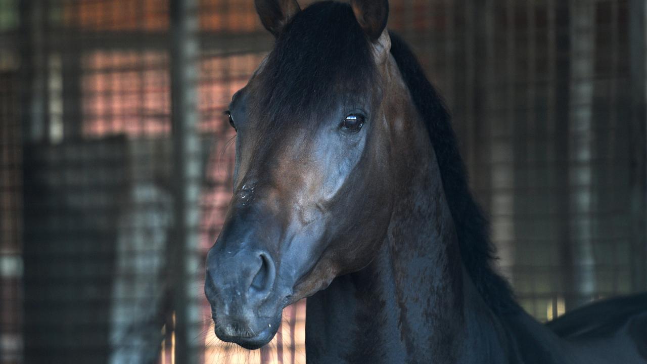 Dolan eager to unleash Profondo at Flemington - Racenet