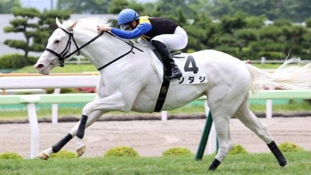 The wonder horse capturing a nation's imagination - Racenet