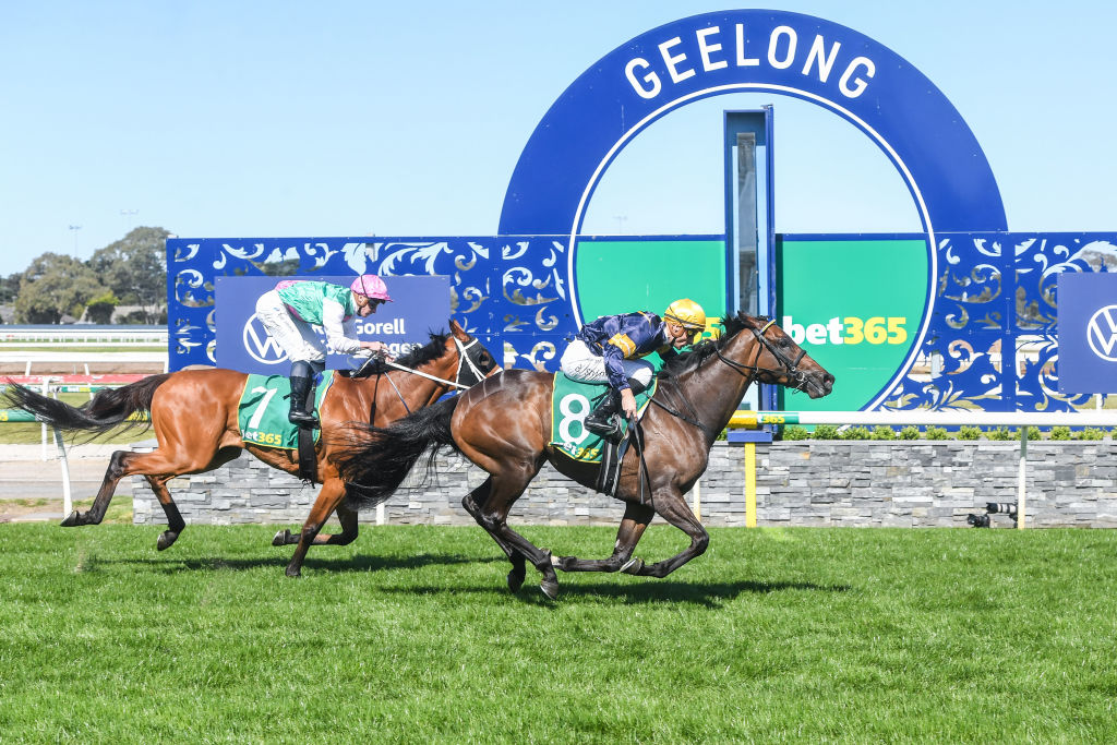 The Guru's tips, analysis for Geelong Friday: $6.50 value bet - Racenet