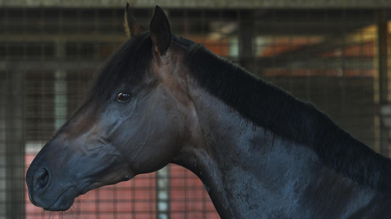 The backstory behind the rebirth of a Group 1 star - Racenet