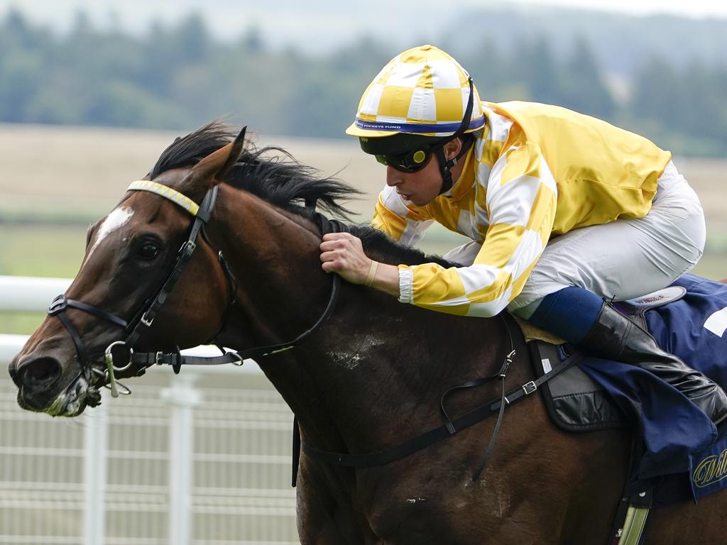 Melbourne Cup 2023 Horses | Horse Details With Tips & Odds | Racenet