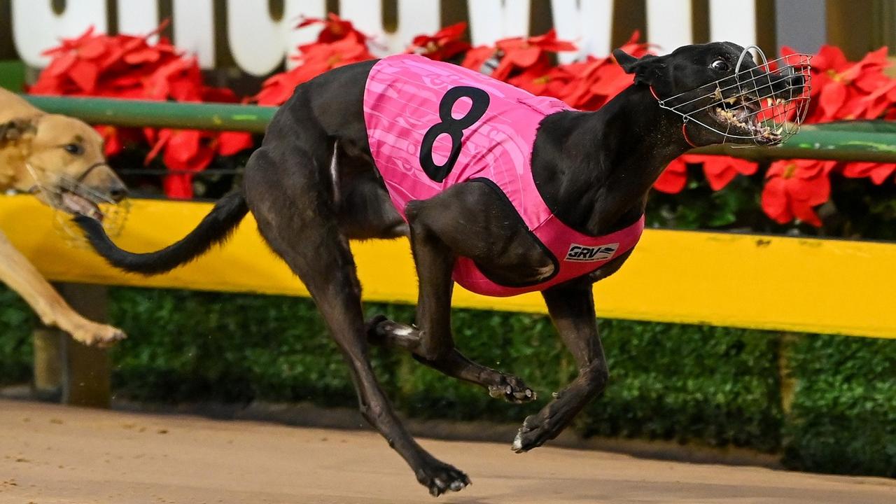 Strutt Has Spring In His Step Ahead Of Bold Trease - Racenet