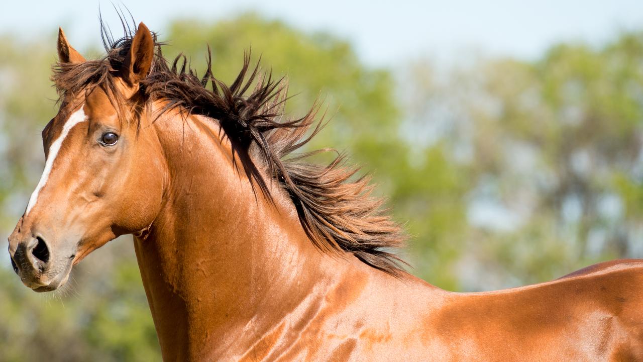 Newgate to serve mares to northern nemisphere time with Extreme Choice