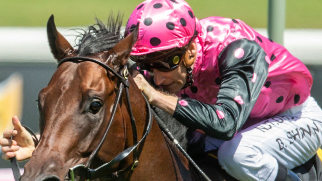 Villainous ex-Sydneysider Mamaragan set for stable debut at The Valley