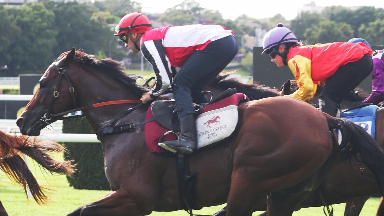 Zou Tiger can pounce on Eskimo Prince Stakes