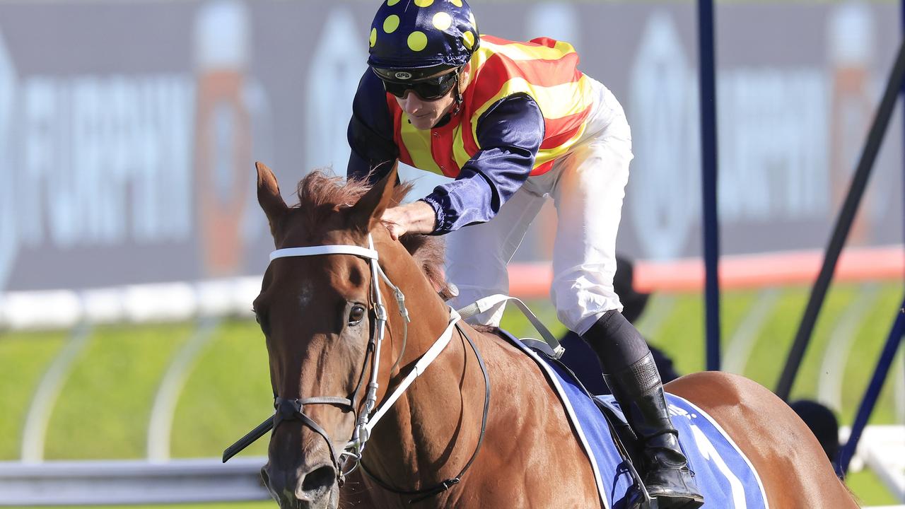 Champion sprinter Nature Strip chasing history in TJ Smith Stakes at ...