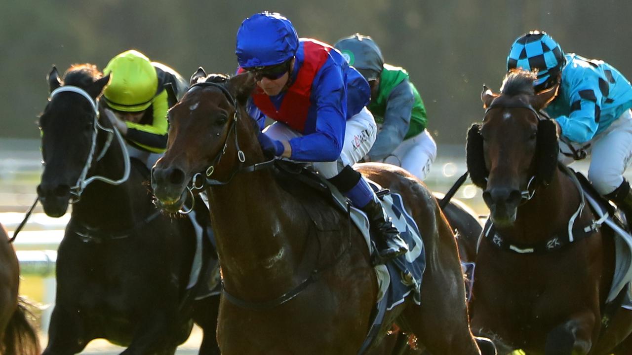 Palmetto making big leap in Group 1 Doomben Cup