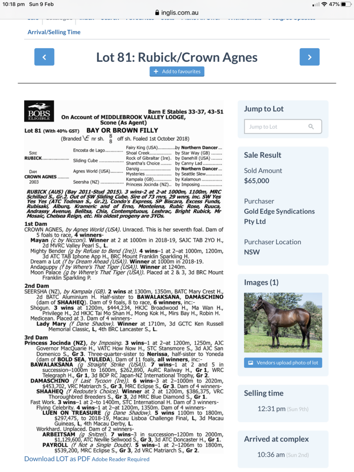 Inglis Horse Sales Overview (Auctions & Online) - Racenet