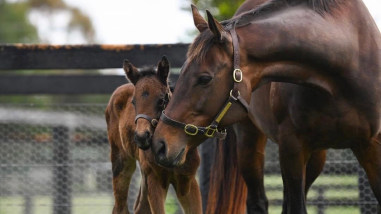 How To Buy a Racehorse in Australia (Guide) - Racenet