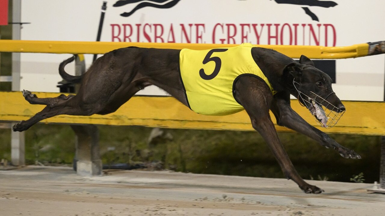 Palawa King in full flight at Albion Park