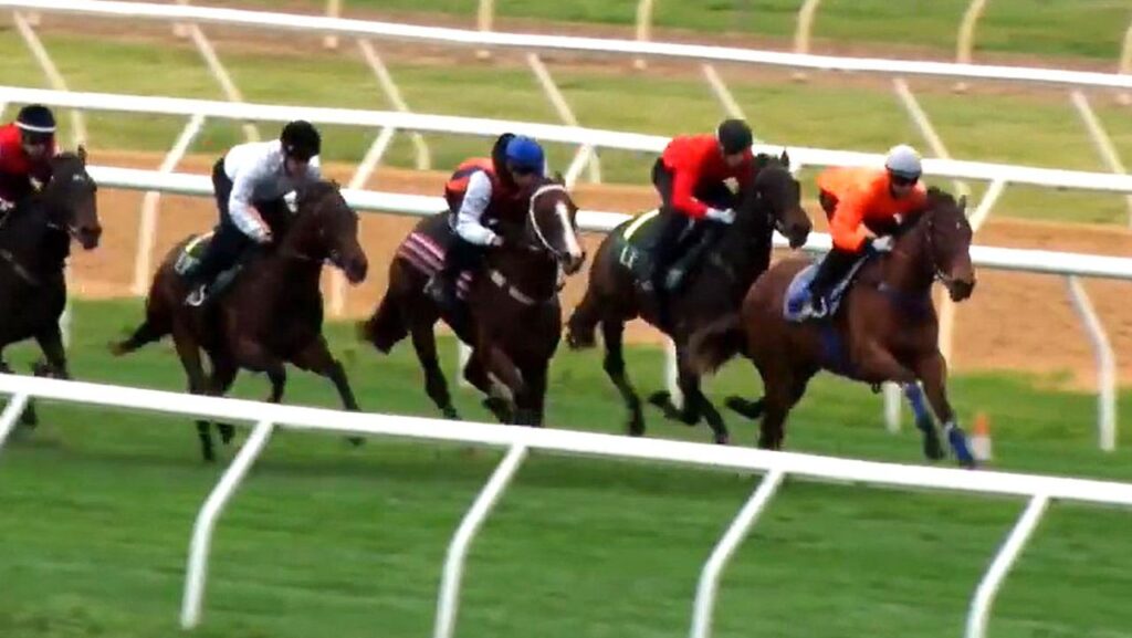 Jumpout Replays | Watch Horses in Training - Racenet