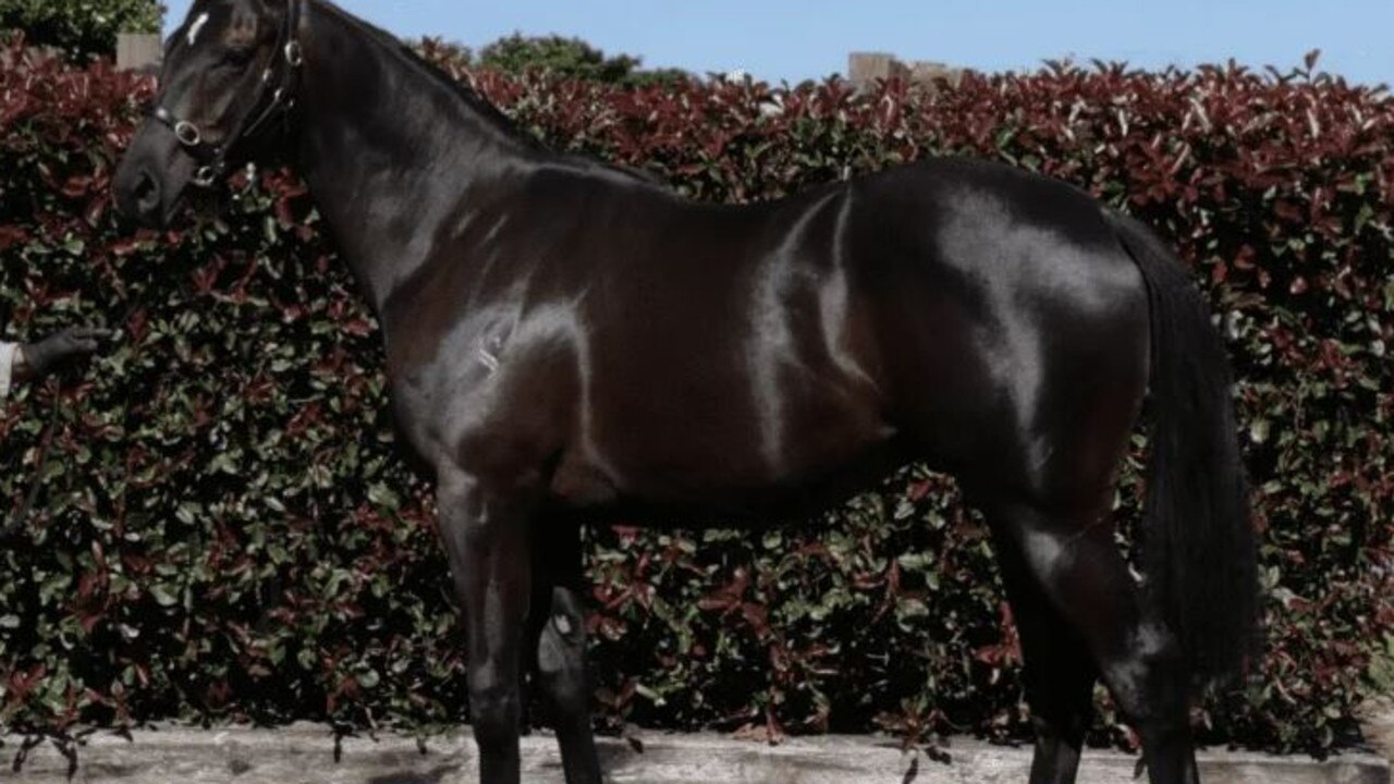 Rob Slade thrilled to acquire Shamus Award x Splat colt at Karaka in ...