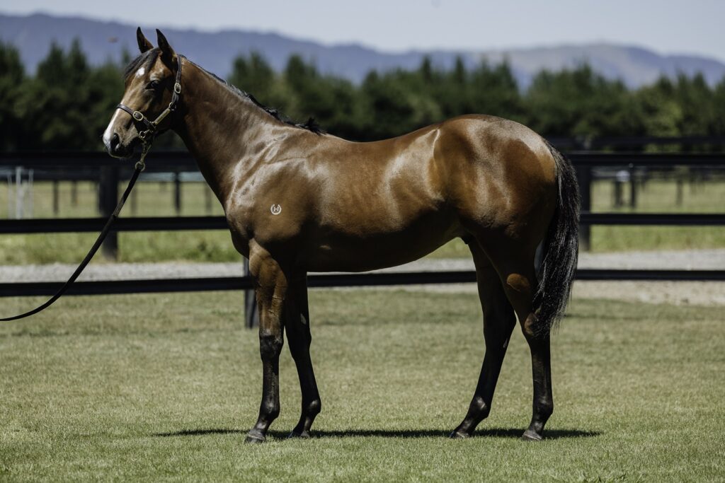 Astute trainer David Vandyke excited by Satono Aladdin pair, delighted ...