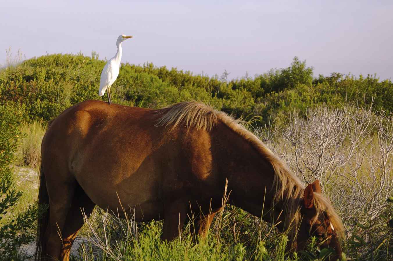 Trainer Ricky Maund disqualified for six months