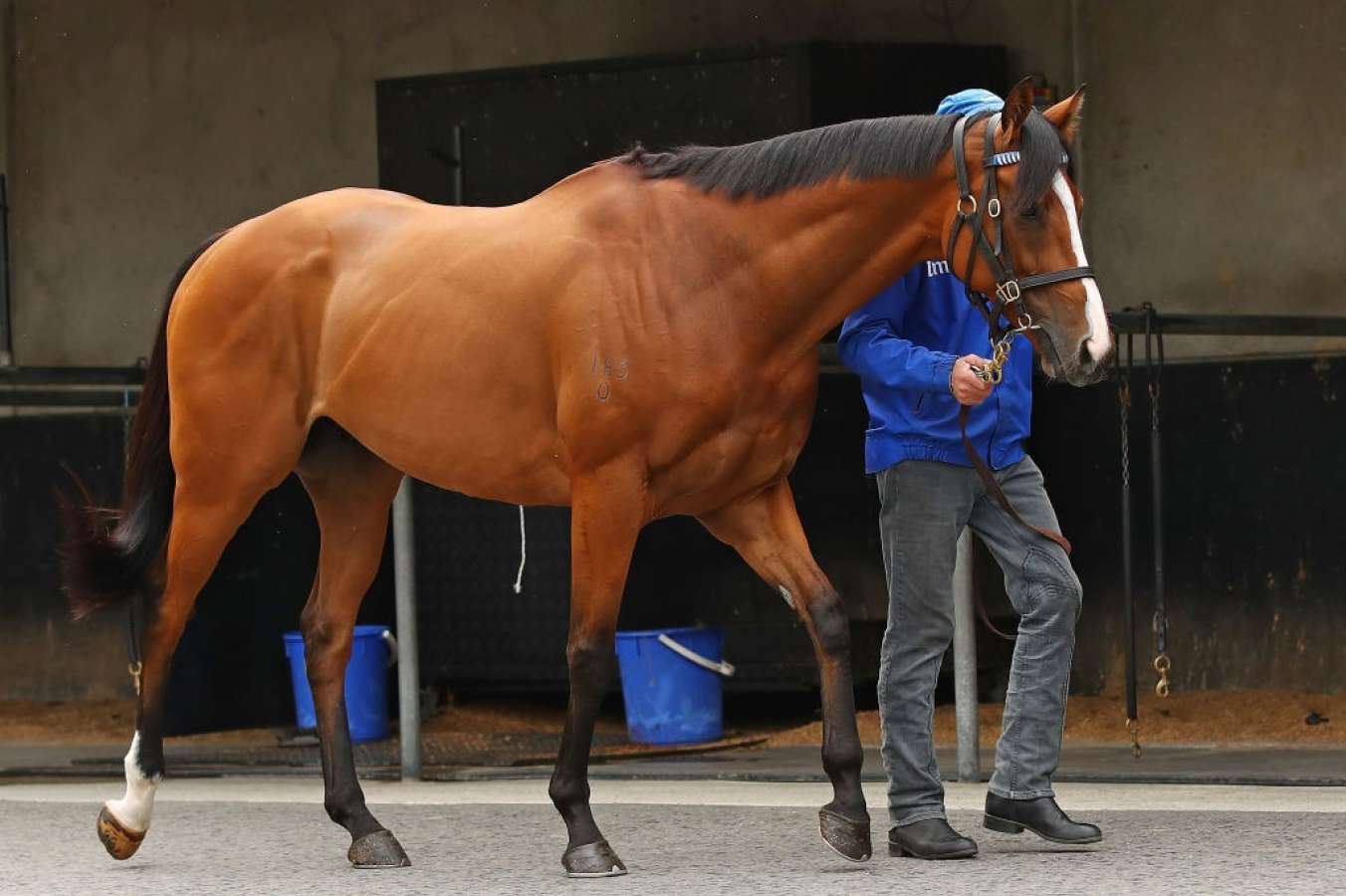 Hartnell thriving ahead of latest campaign