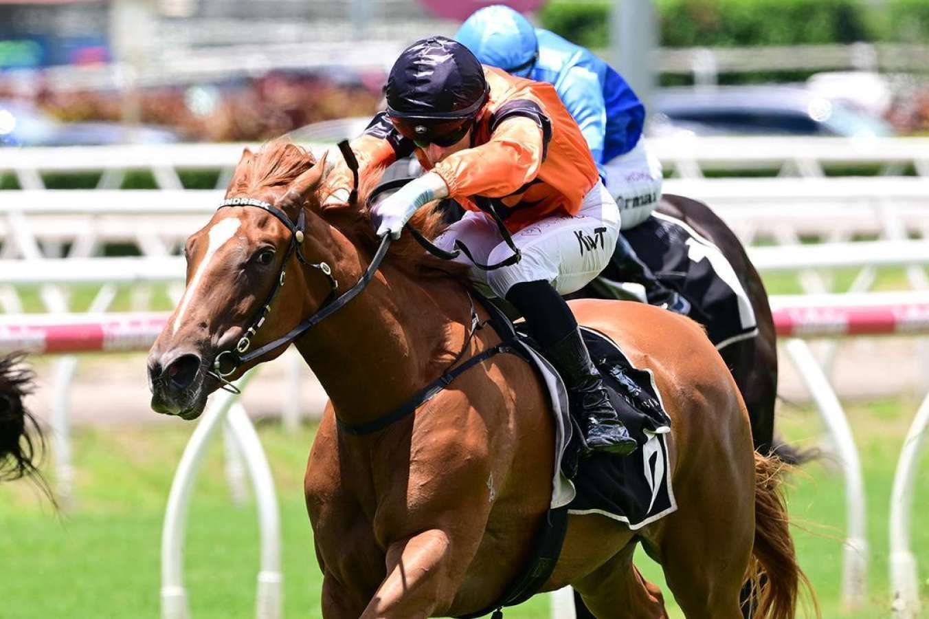 Red-hot favourite Space Rider downed as Dushenka delivers stunning ...