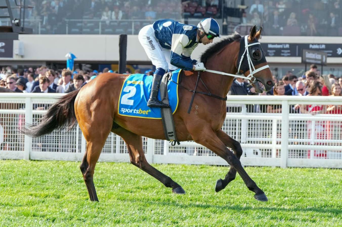 Chris Waller-trained Buckaroo in 2024 Melbourne Cup picture after brave ...
