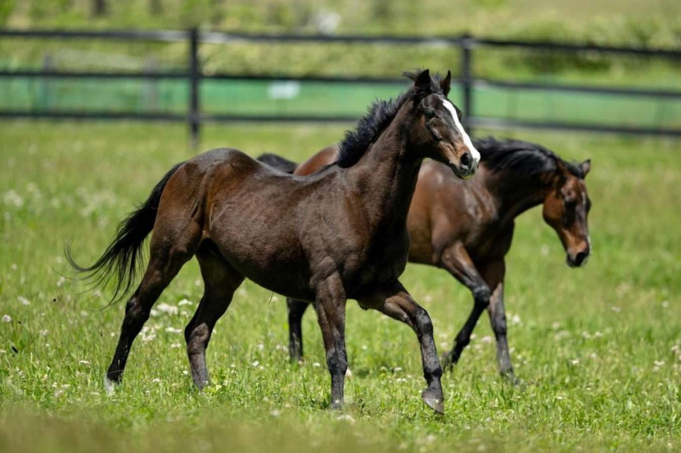 Melbourne Cup winner Delta Blues dies aged 23