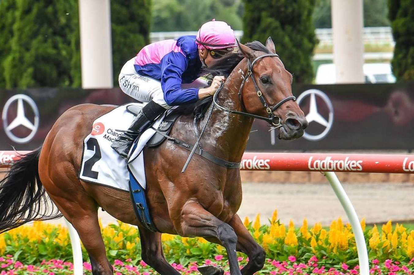 Golden Slipper placegetter going around in BM65 at Rockhampton