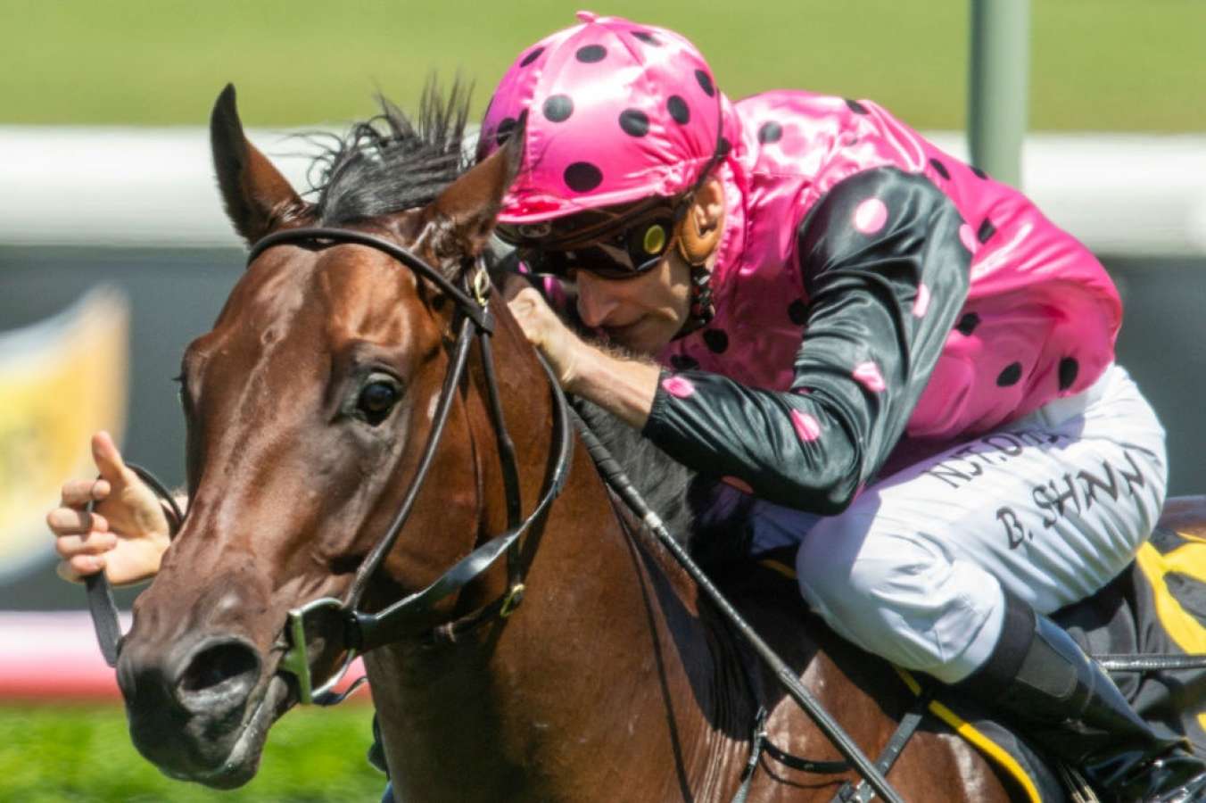 Villainous ex-Sydneysider Mamaragan set for stable debut at The Valley