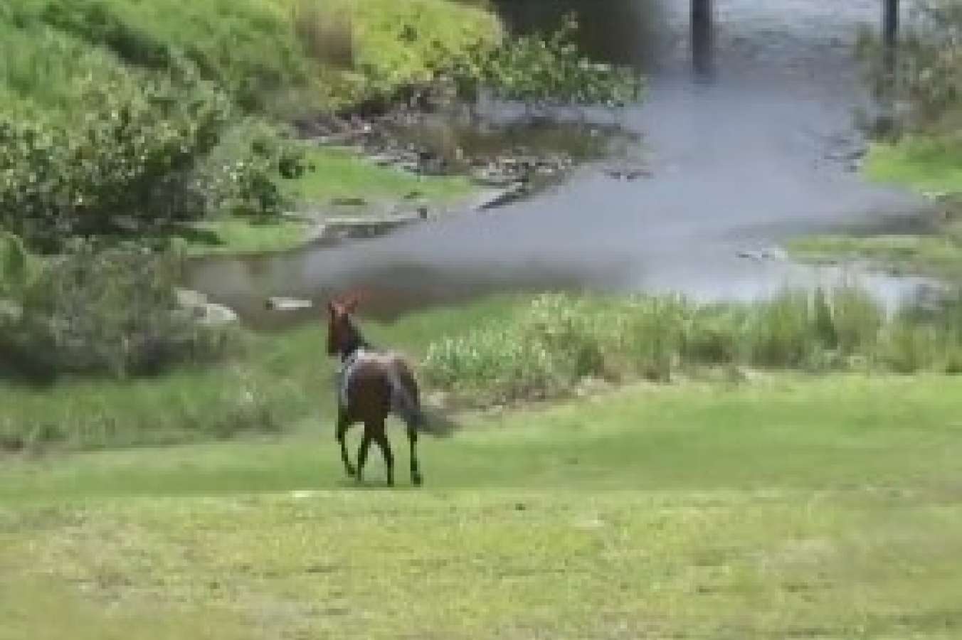Princess Lunar rescued from nearby canals after getting loose at the ...