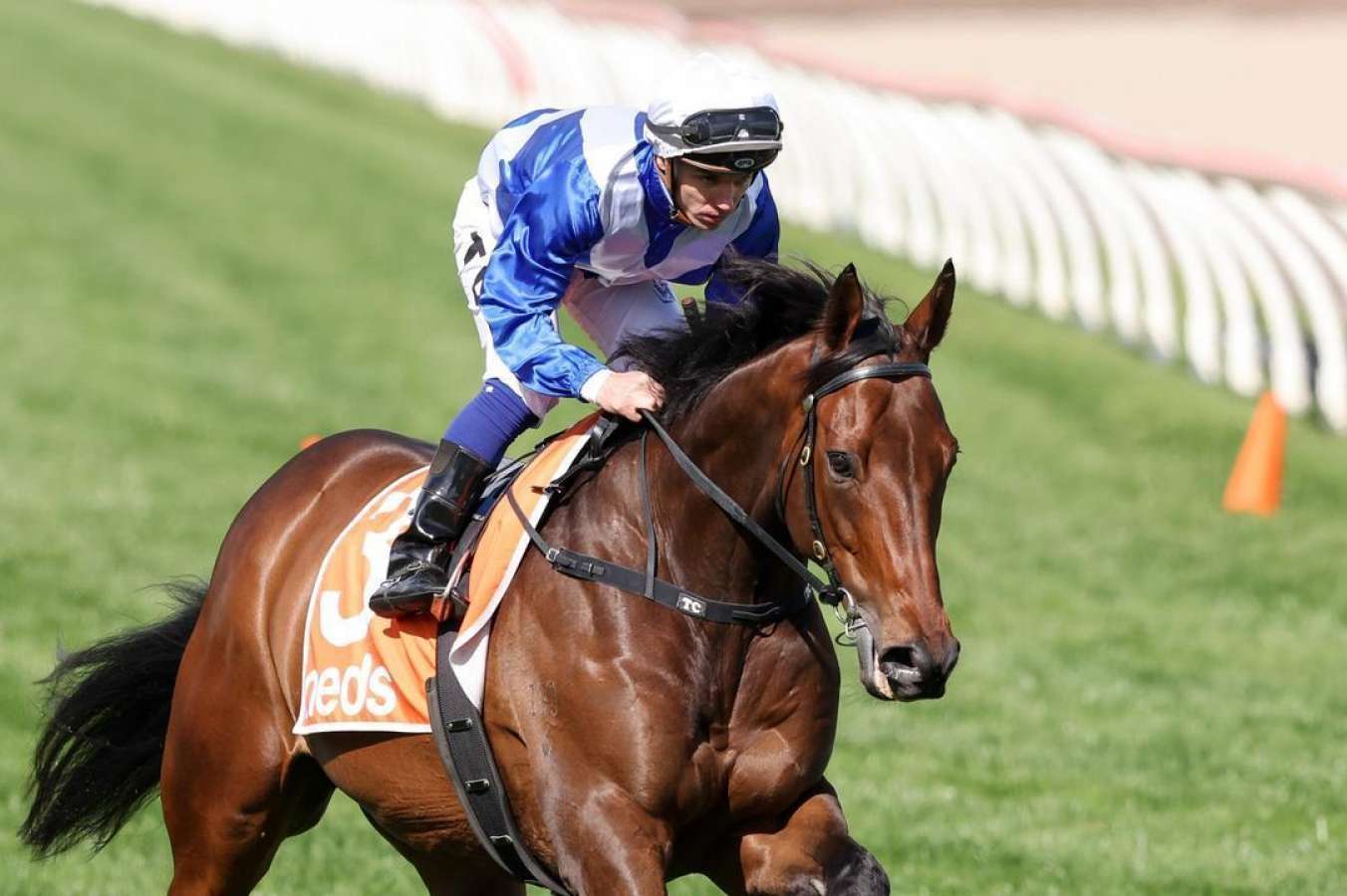 Cox Plate contender Alligator Blood showing signs of lameness