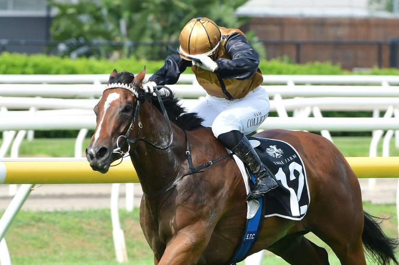 Lockwoods Rogue makes winning return after ripping her foot off