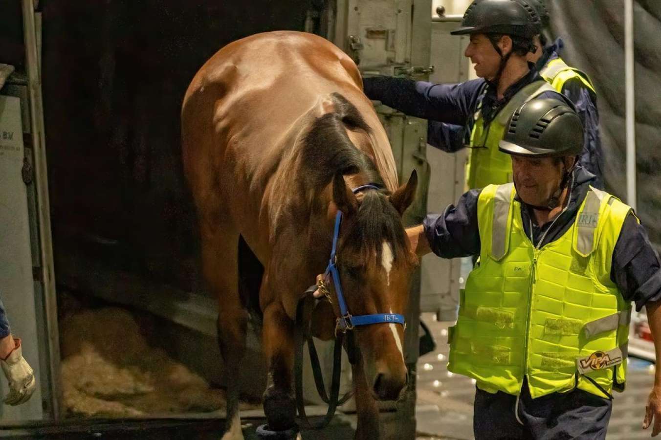 Meet El Bodegon, the tiny European import high up in Cox Plate betting ...