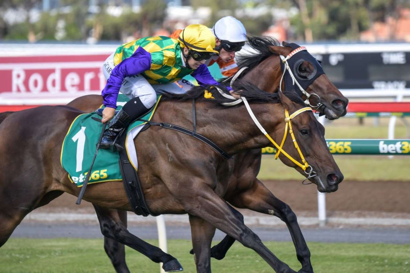 Astro Castro - Australian racings most popular non-winner