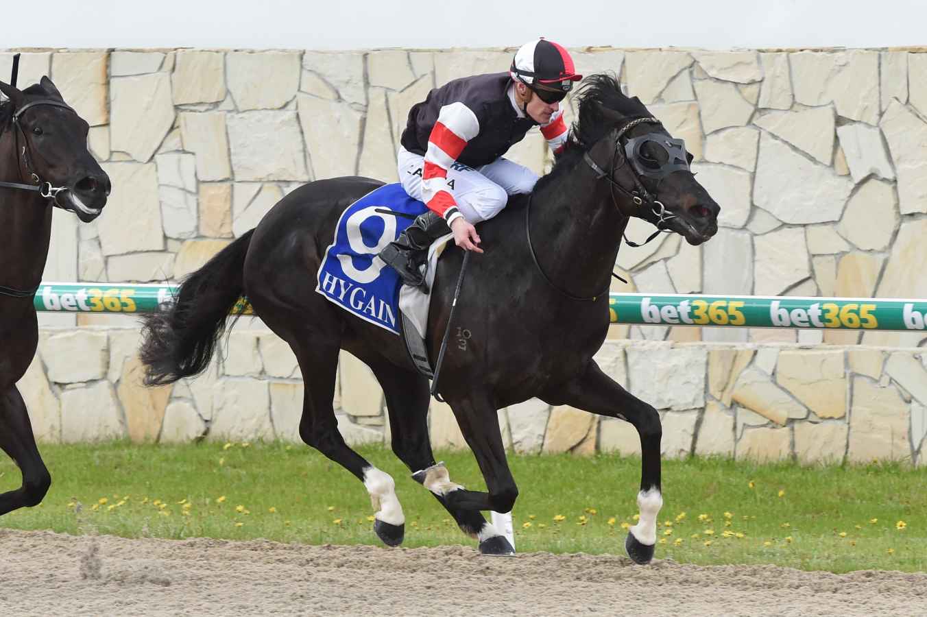 Laing weighs up options for So Si Bon