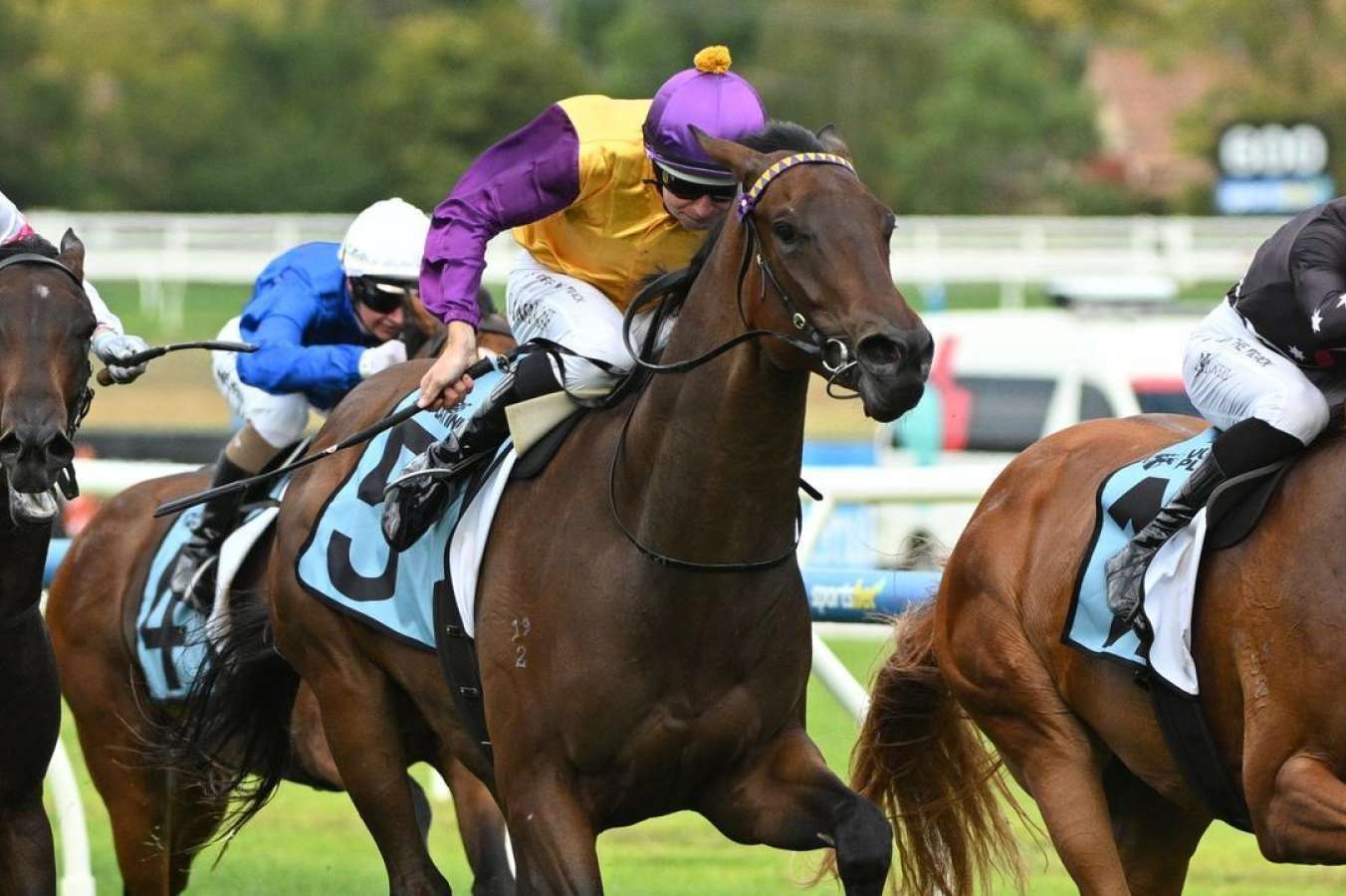 Unbeaten youngster McGaw bigger and stronger for spring three-year-old ...