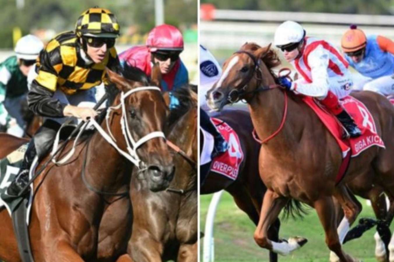 Giga Kick trainer Clayton Douglas queries Joliestar best horse tag in ...