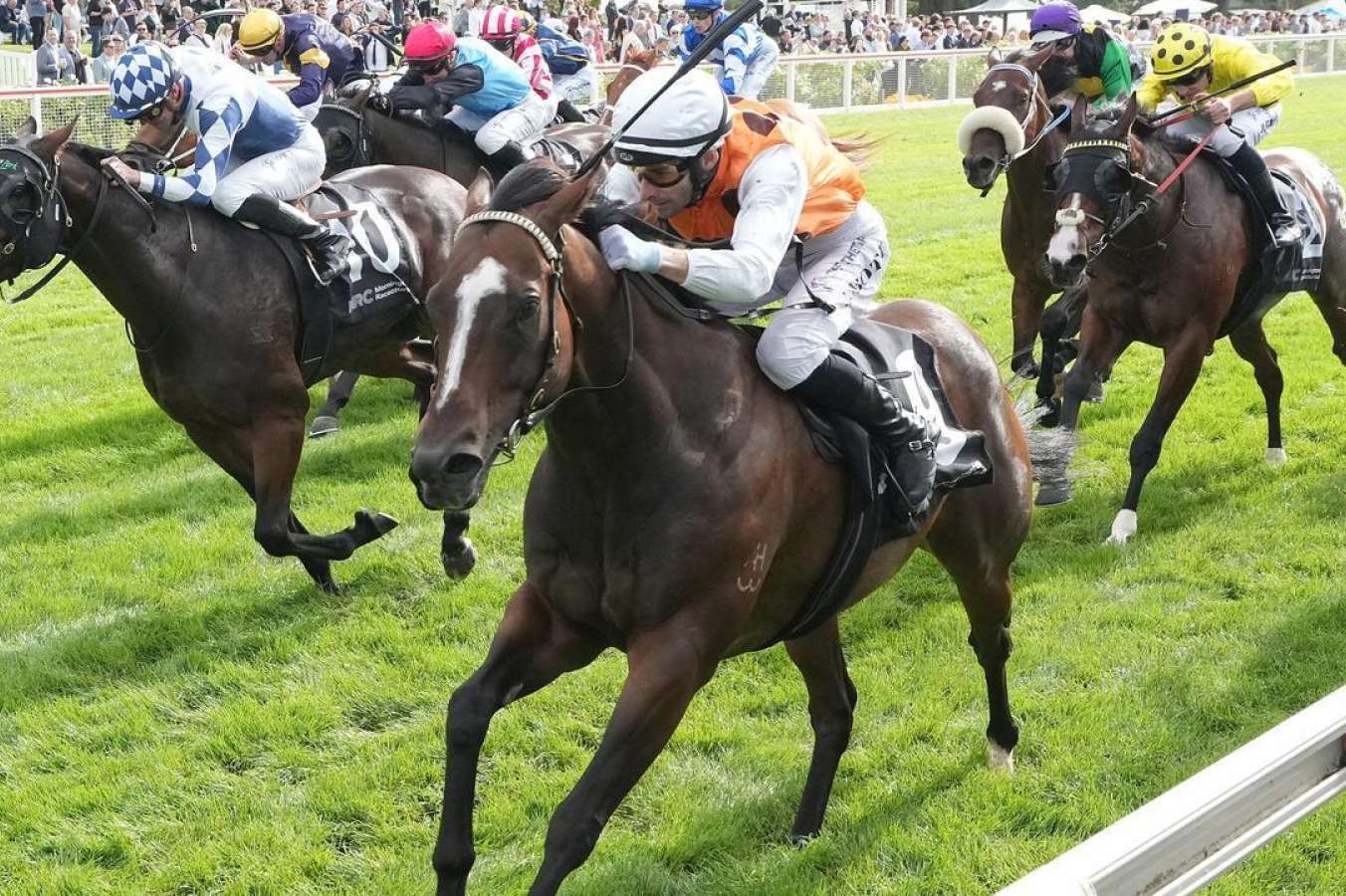 Seven-year-old galloper Talbragar having just his 15th start at Sandown ...