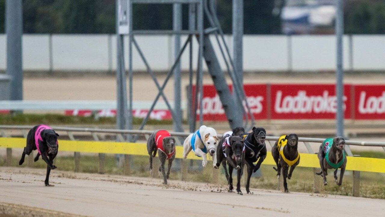 Tasmania set to end greyhound racing in 2029