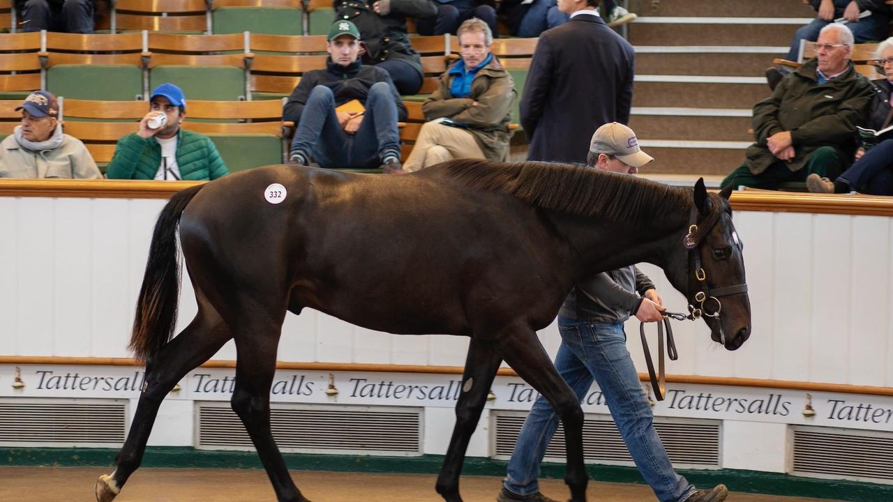 Eye-watering money: $9m colt set to debut on Friday